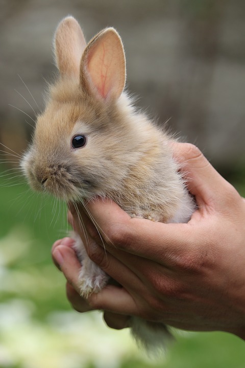 Preparing Your Pet Rabbit For The Summer Months - Very Important Pets