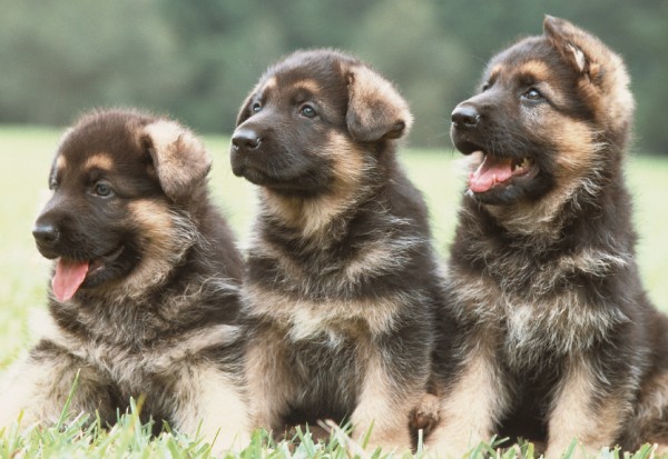 The New Puppy Owner's Guide - Very Important Pets