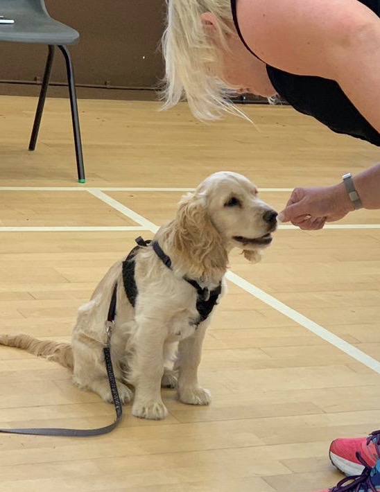 Puppy and dog Training Classes in London, Surrey & Kent - Very ...