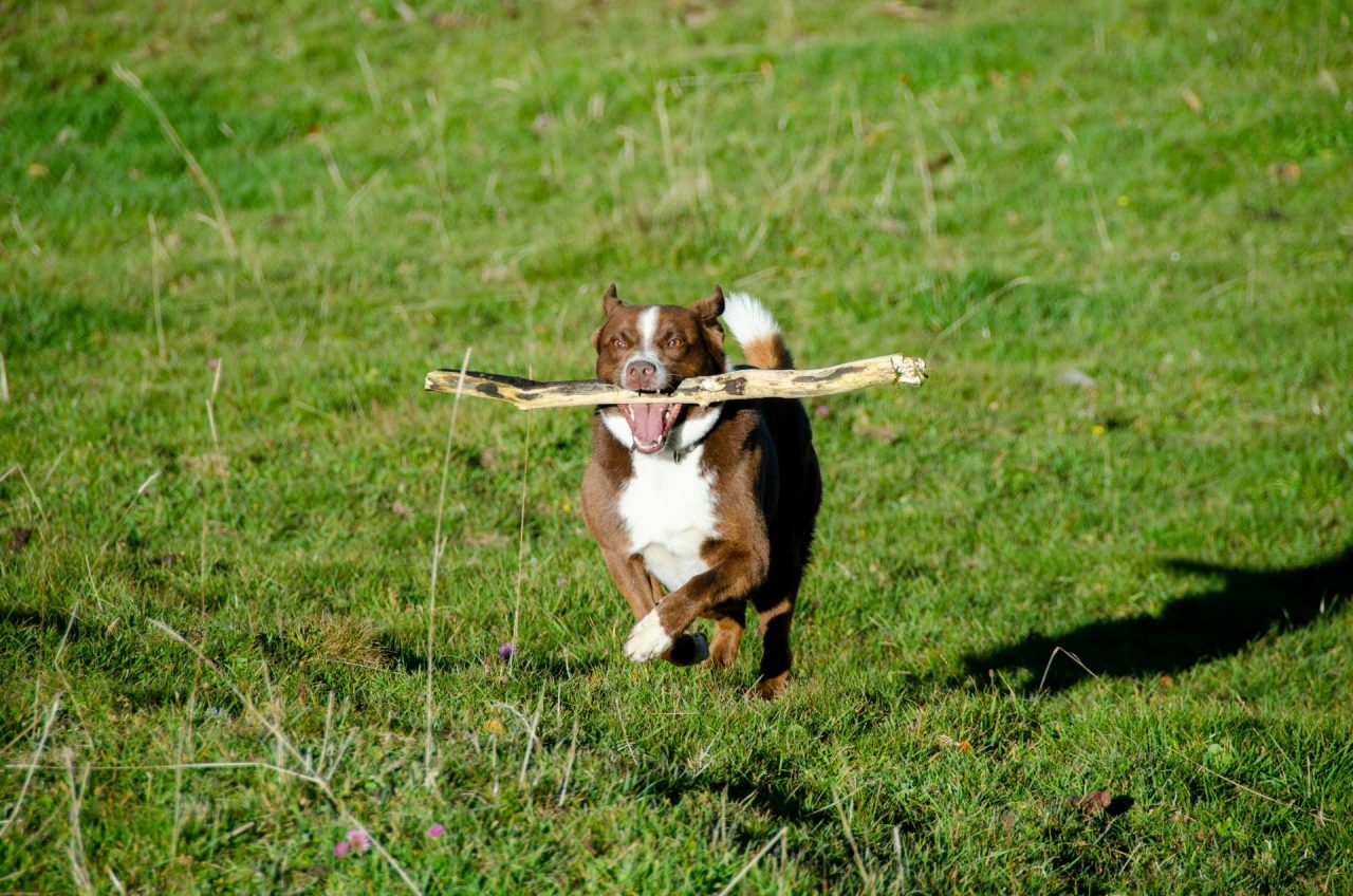 Should I Throw a Stick for My Dog? - Very Important Pets